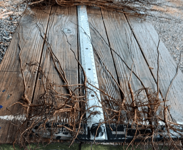 Old Fashioned (Common) Lilac Shrub/Bush - 10-14" Tall Live Plant - Syr