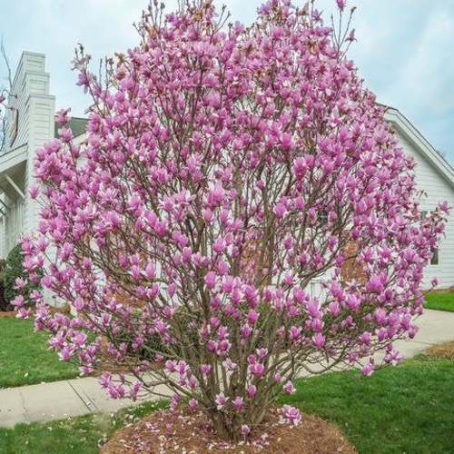 Jane Magnolia Shrub/Tree - Live Potted Plant - 12-18" Tall Seedling