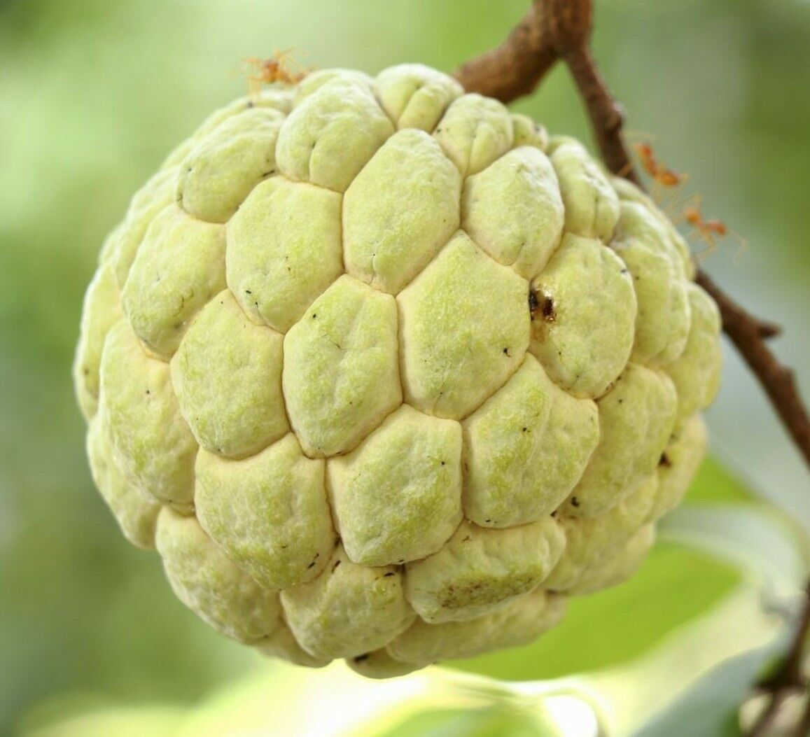 Sugar Apple (Sweetsop) Tree - 5"-8" Tall Live Plant - 2" Pot - Annona