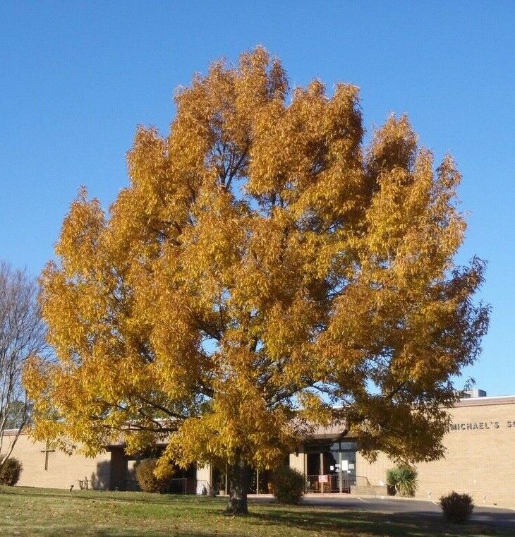 Sawtooth Oak Tree - 24-36" Tall - Live Plant - Bareroot - Quercus acut