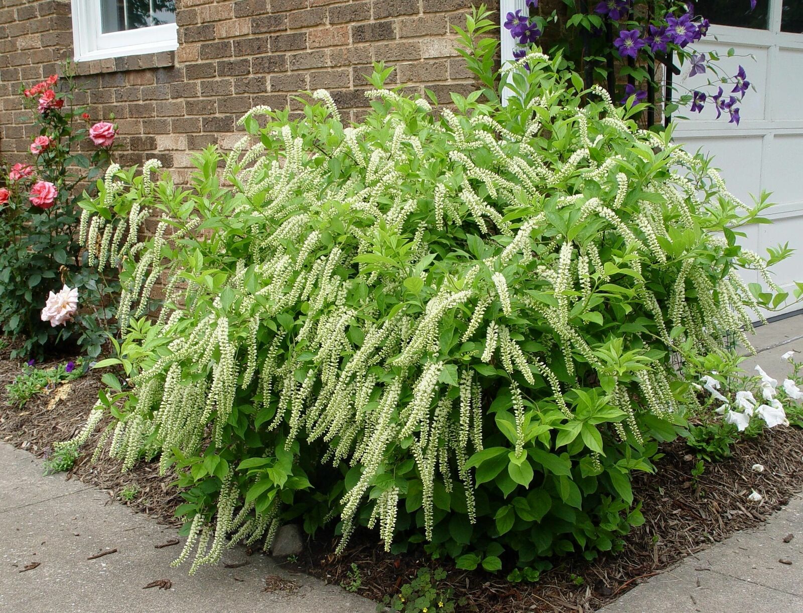 2 Virginia Sweetspire Shrubs - 6-12" Tall, 4" Pot - Itea virginica Hen