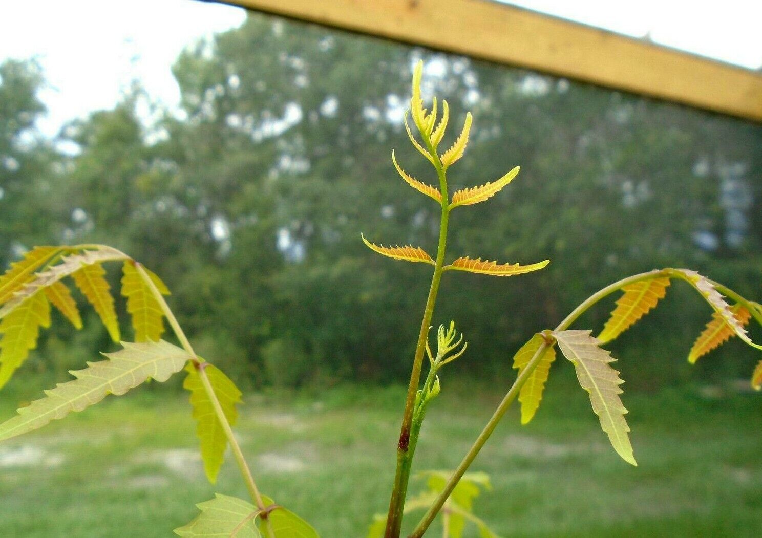 Live Plants Indoor Clearance Healthy Neem Tree (Azadirachta Indica ...
