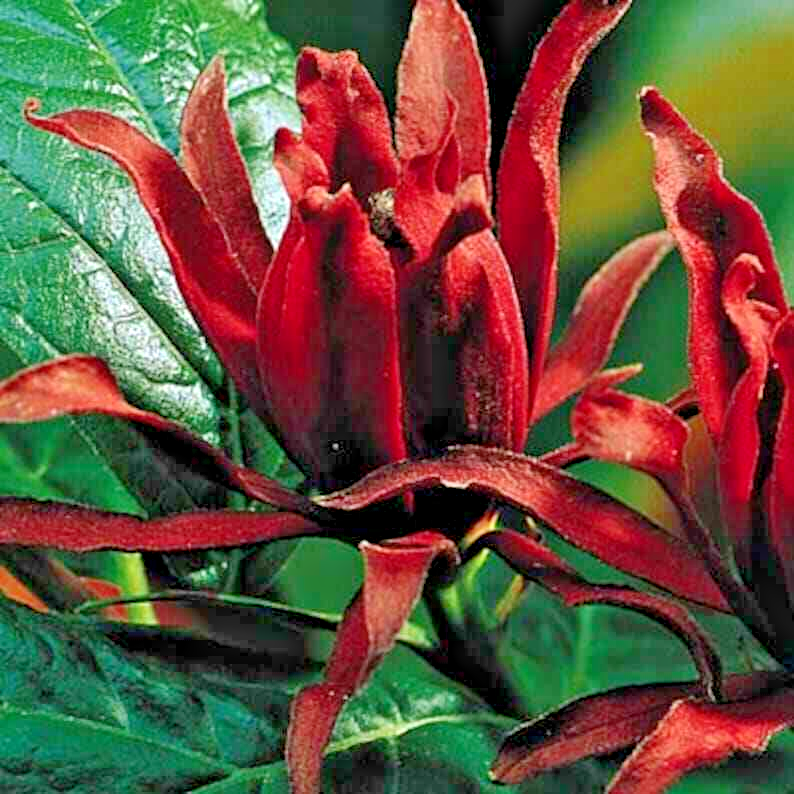 Carolina Allspice/Sweet Shrub - 18-24" Tall Live Plant - Calycanthus f