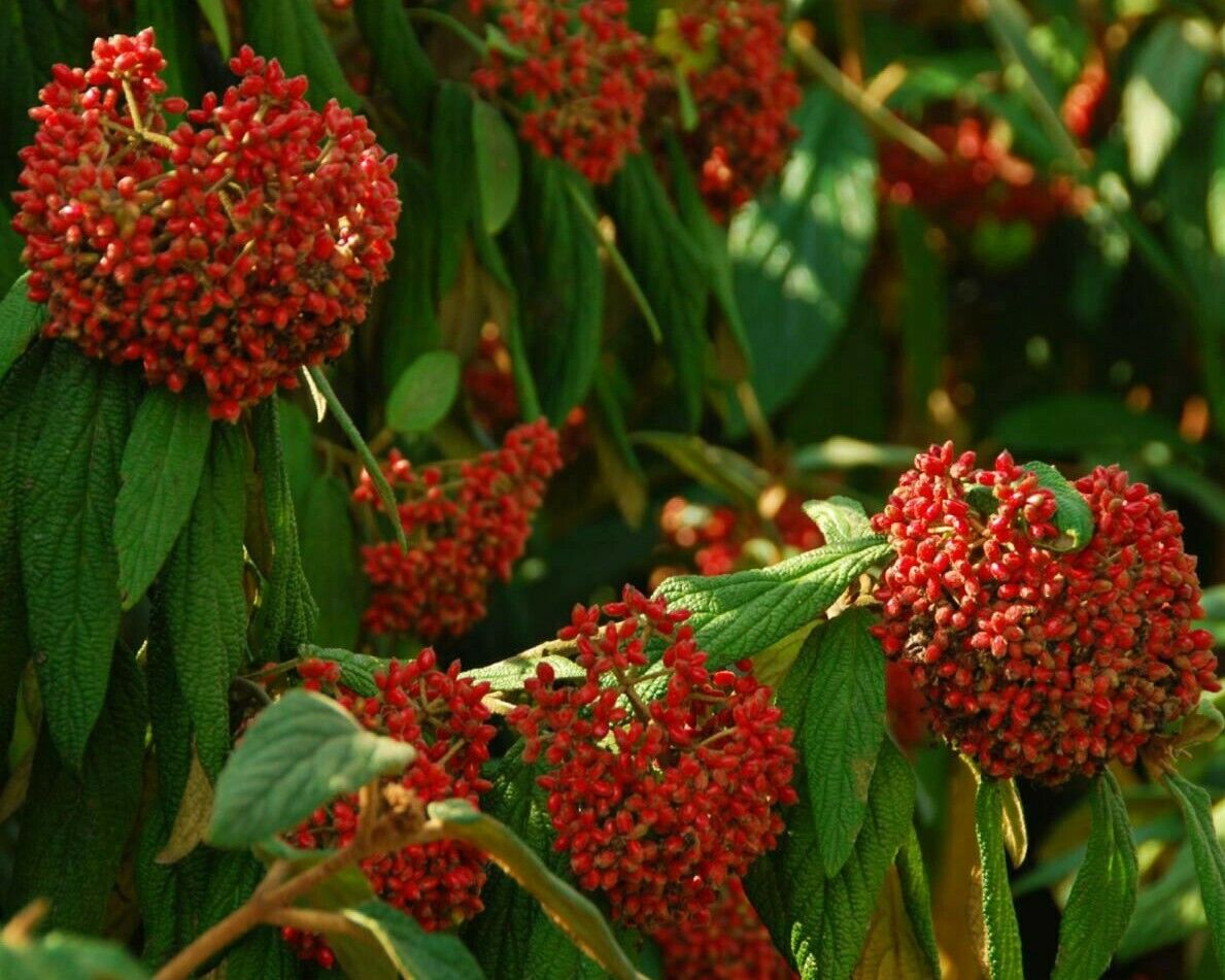 Prague Viburnum Shrub/Bush - 6-12" Tall Live Plant, 2.5" Pot - Viburnu