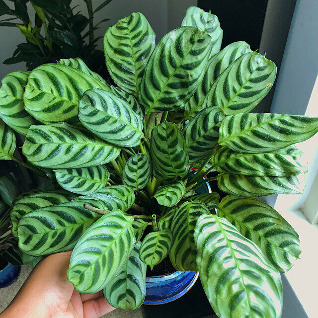Calathea Burle Marx, 6" Pot, Live Fishbone Prayer Plant (Ctenanthe Bur
