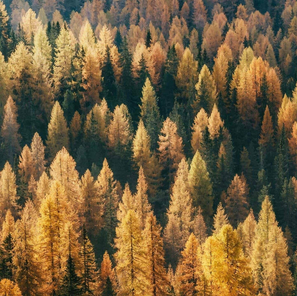 American Larch Tree (Tamarack Tree) - 10-12" Tall Live Plant - Larix l