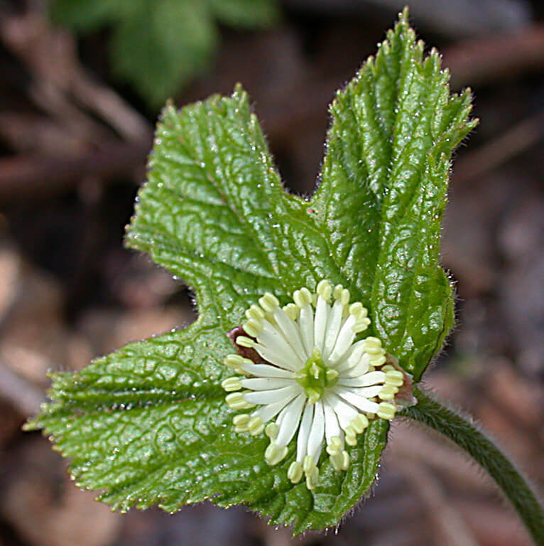 5 Goldenseal Herb Roots - Orangeroot - Yellow Puccoon - (Hydrastis can
