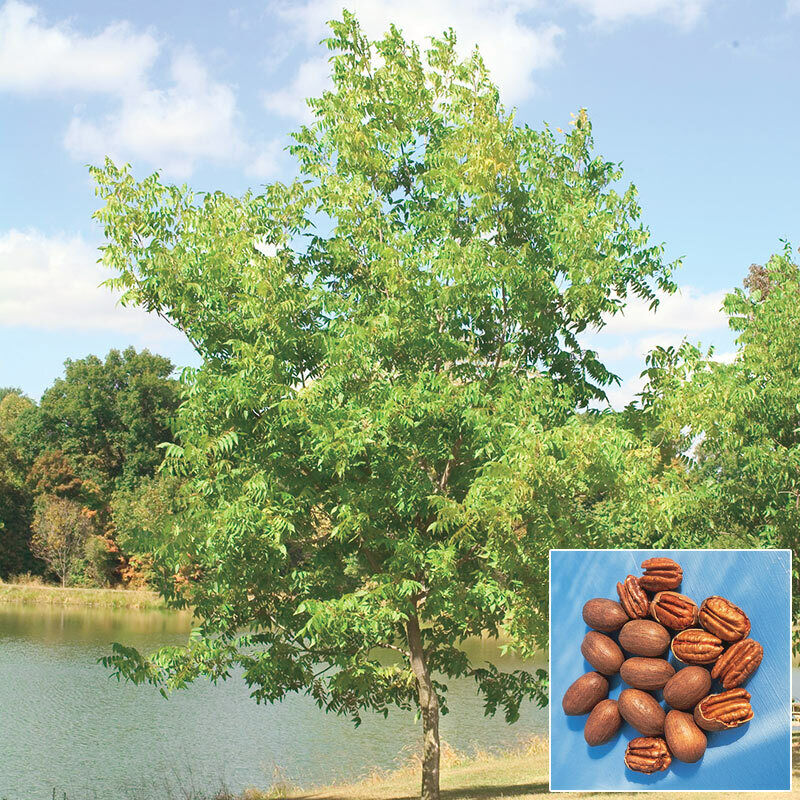 2 Pecan Trees - 6-12" Tall Seedlings, Live Plants, 4" Pots - Carya ill
