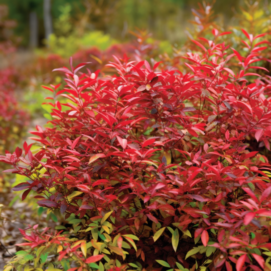 Dwarf Nandina Firepower Shrub, Heavenly Bamboo, 4-12" Tall Live Plant
