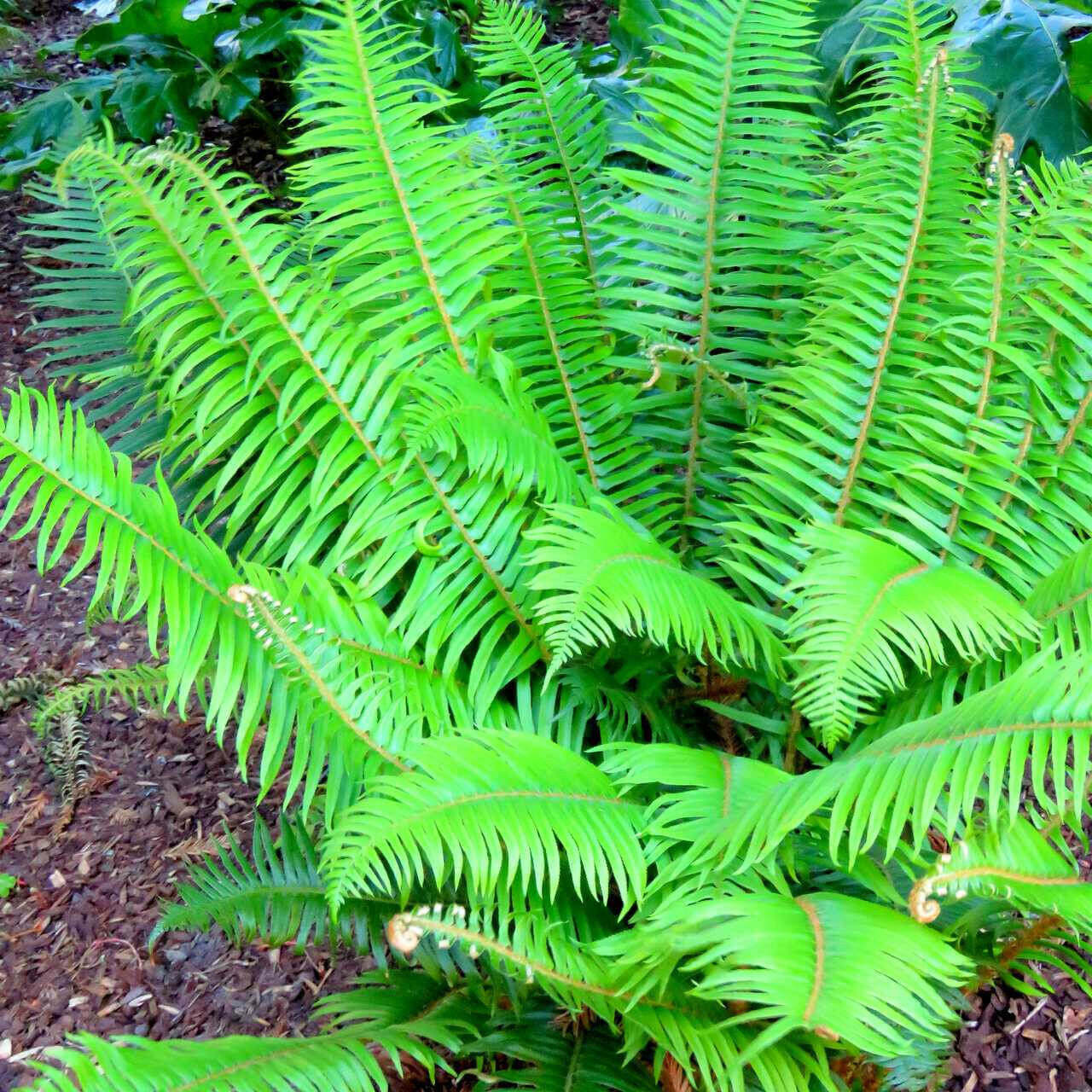 10 Christmas Fern Root Systems, Christmas Dagger - Polystichum acrosti