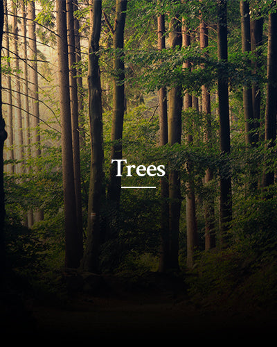 The Nursery Center | Buy High Quality Plants Online