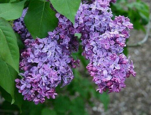 Old Fashioned (Common) Lilac Shrub/Bush - 10-14" Tall Live Plant - Syr