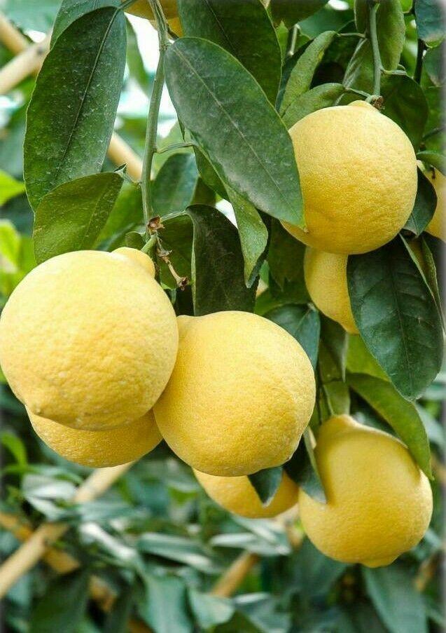 Grapefruit Tree