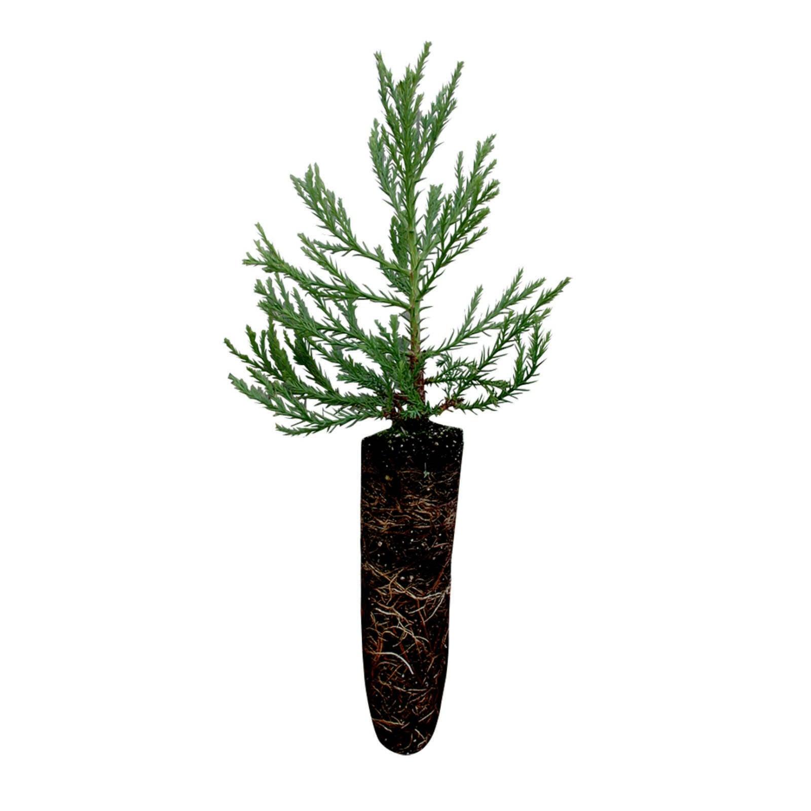 Giant Sequoia Tree - 5-10" Tall Seedling - Live Plant - Sequoiadendron