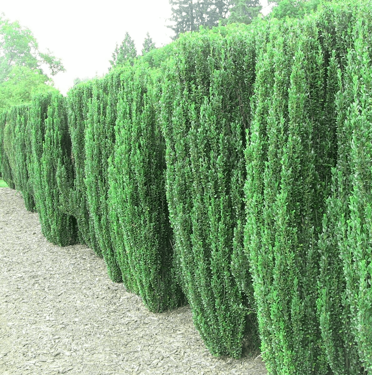 10 Sky Pencil Holly Shrubs/Trees/Hedges - 3-6" Tall Live Plants - 2.5"